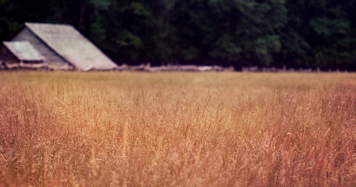 Amber Fields 6 Still | Still Background