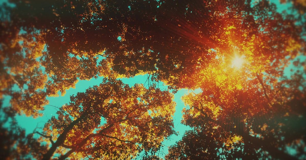 Autumn Canopies 7 Still | Still Background