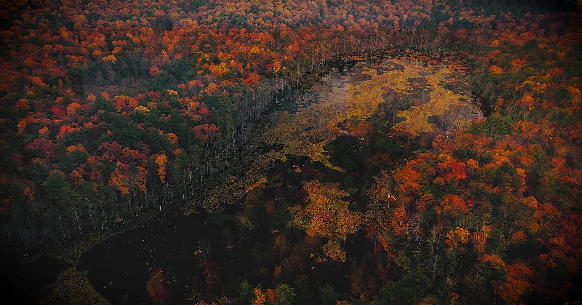 Autumn Colors Burst Still | Still Background