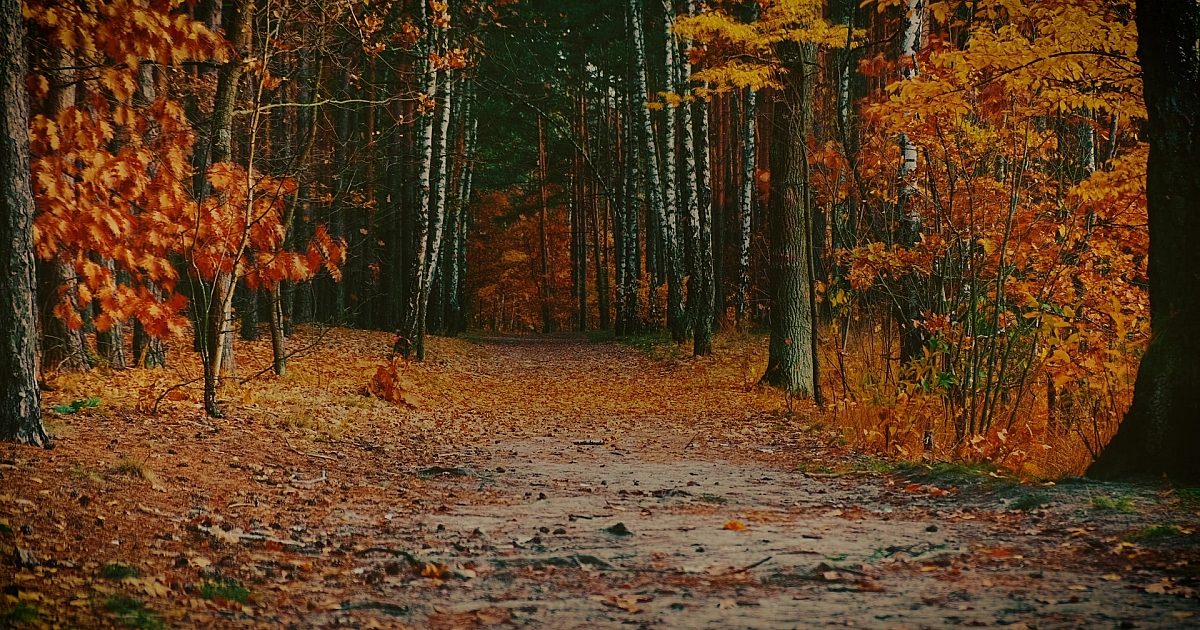 Autumn Colors Path Still | Still Background