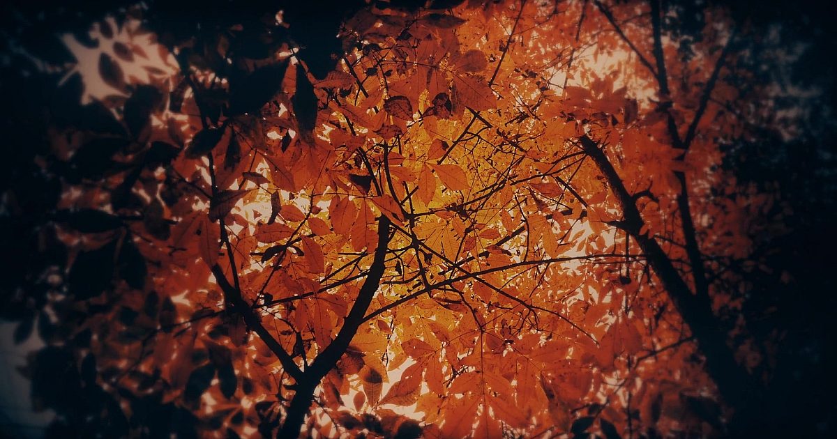 Autumn Fire Ablaze Still | Still Background