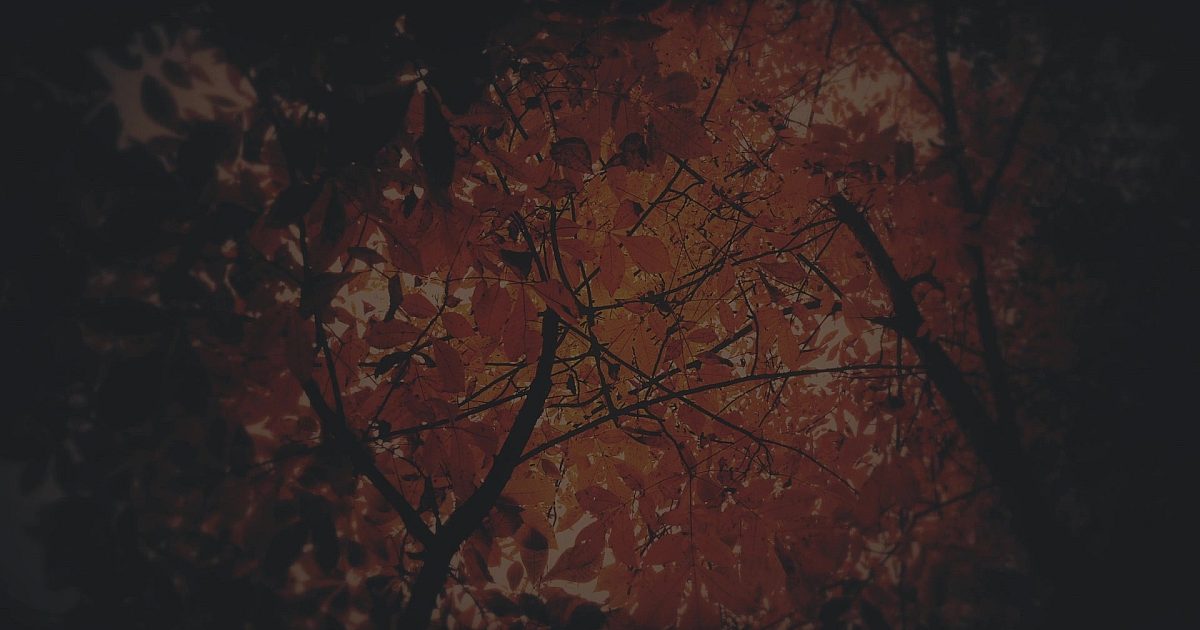 Autumn Fire Ablaze Subdued Still | Still Background