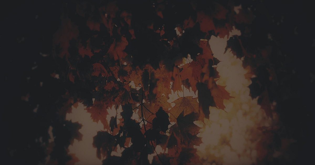 Autumn Fire Coals Subdued Still | Still Background