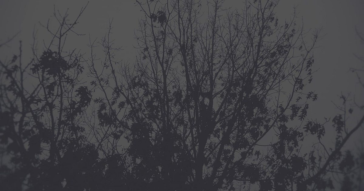 Bleak Beauty Tree Fade Still | Still Background