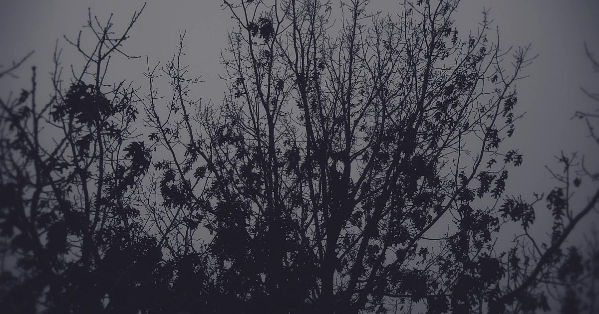 Bleak Beauty Tree Still | Still Background