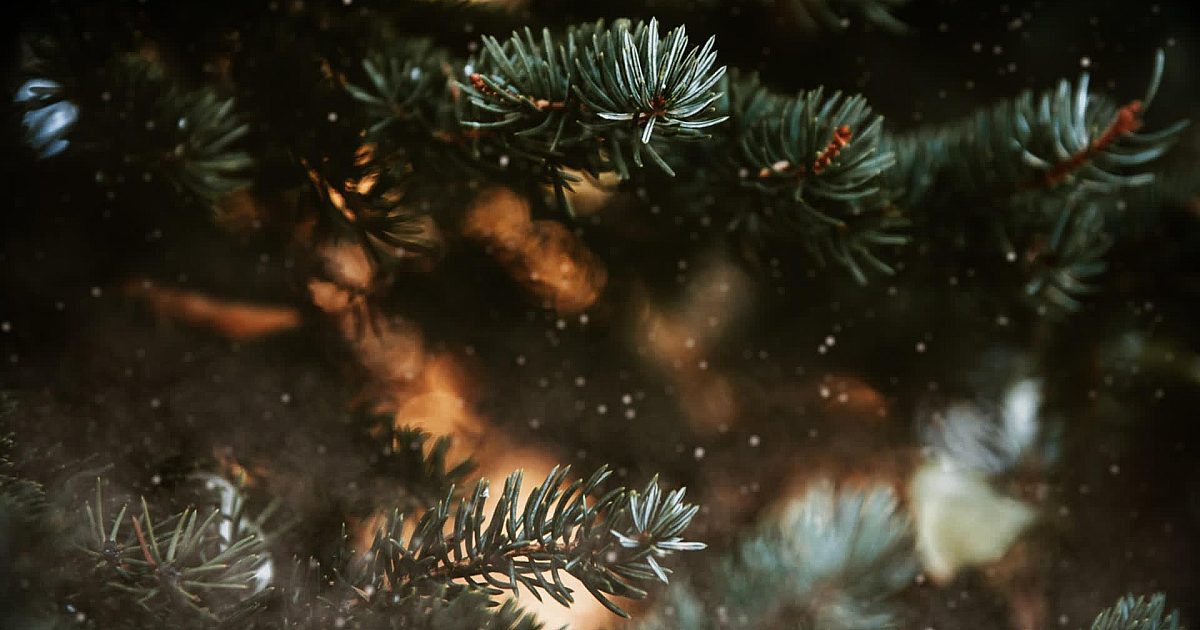 Evergreen 1 Still | Still Background