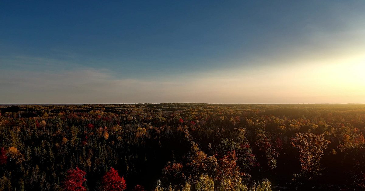 Fall Foliage 01 Still | Still Background