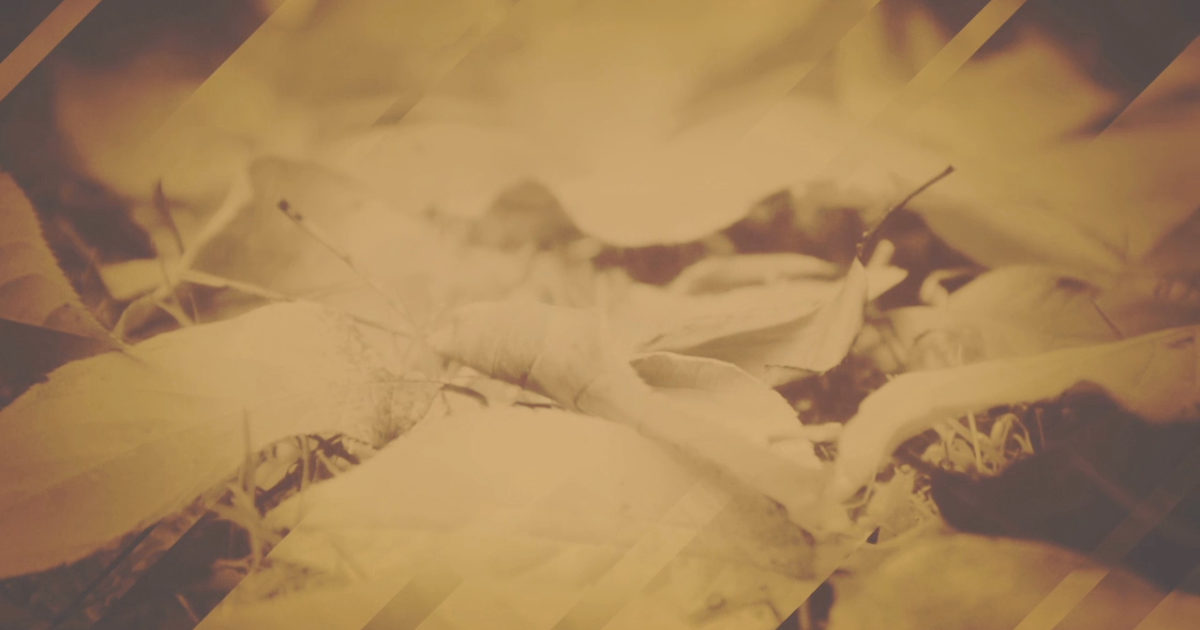 Fall Light 02 | Still Background