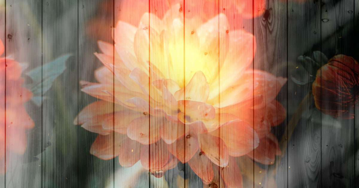 Floral Fusion 1 | Still Background