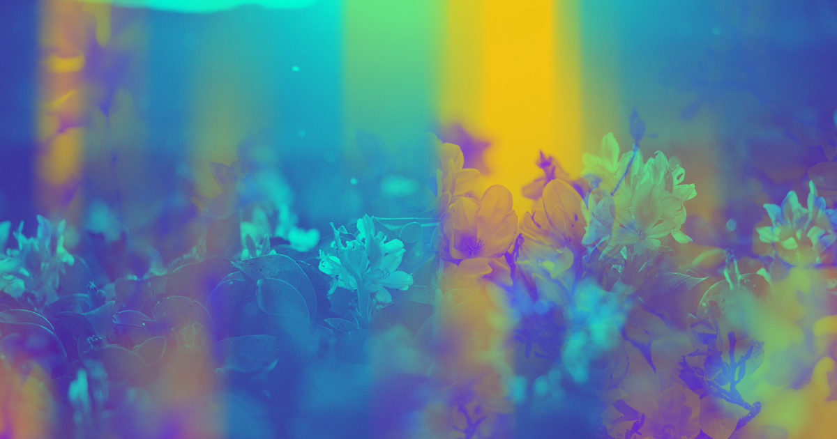 Floral Reflections 03 Still | Still Background