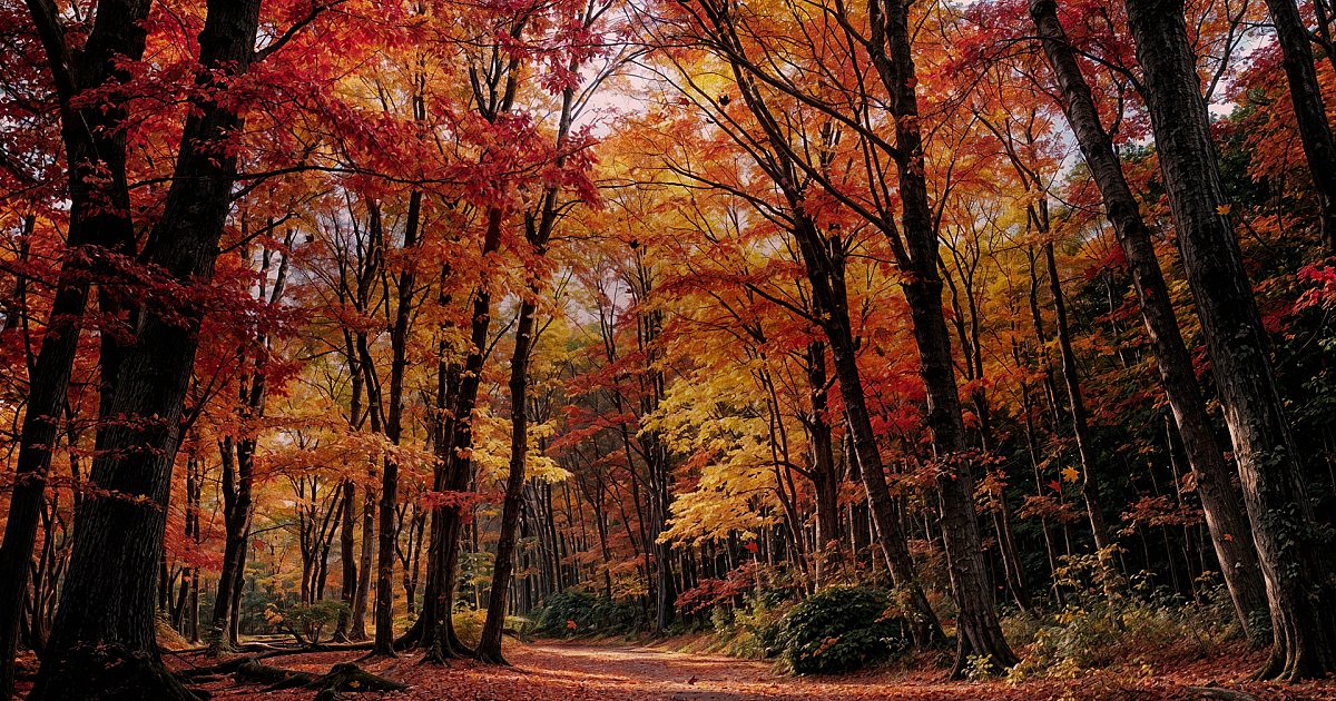 Forest Fall 2 Still | Still Background