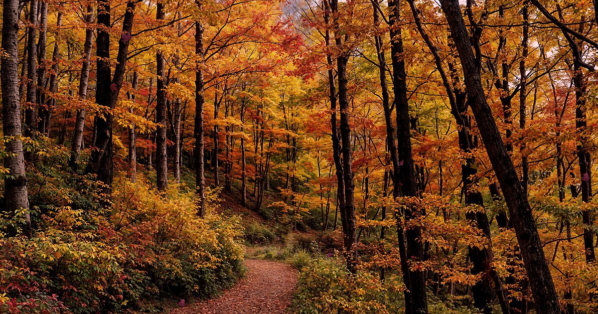 Forest Fall 4 Still | Still Background