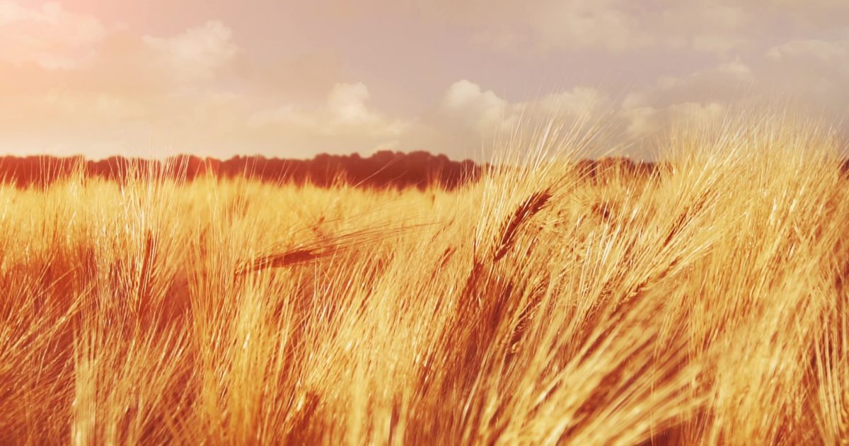 Golden Hour Grain Still Background