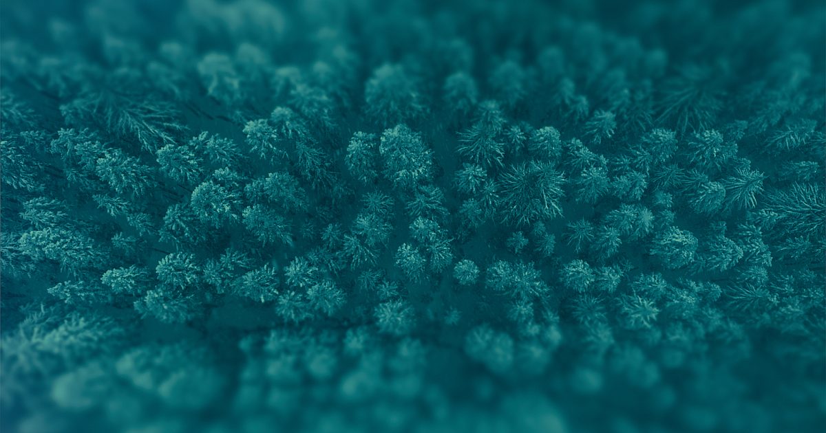 Journey To The Nativity: Tree Still | Still Background