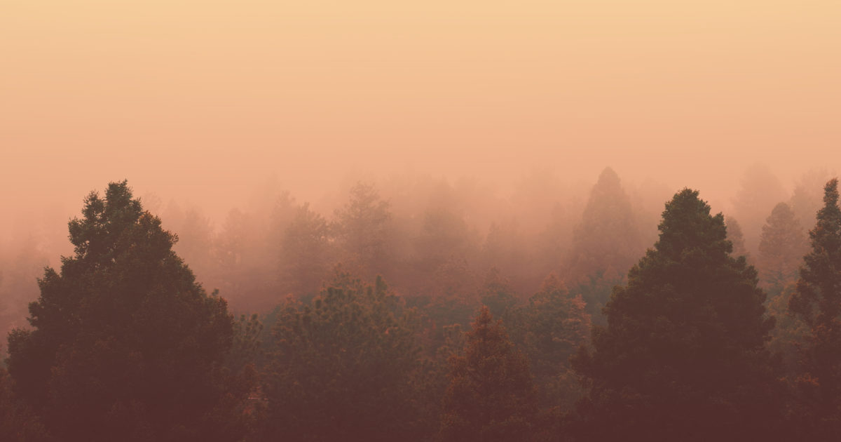 Misty Forest Hazy Still | Still Background