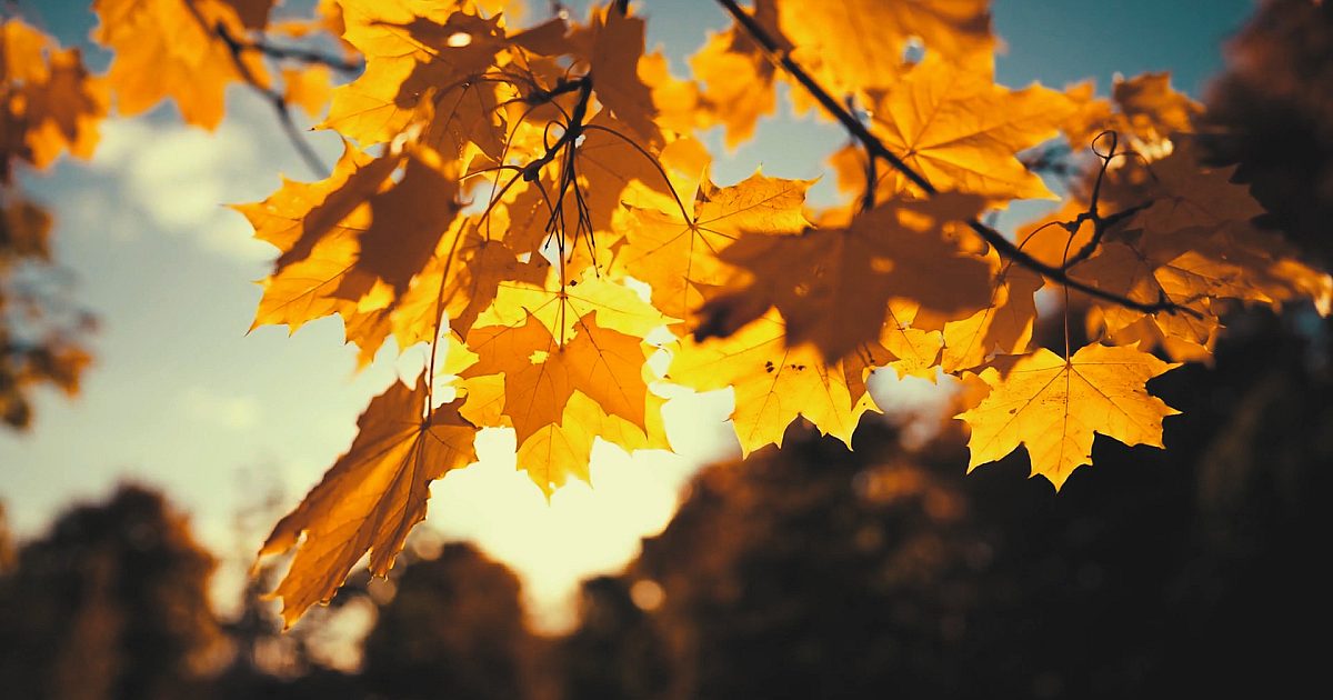 Moving Fall 1 Graphic | Still Background