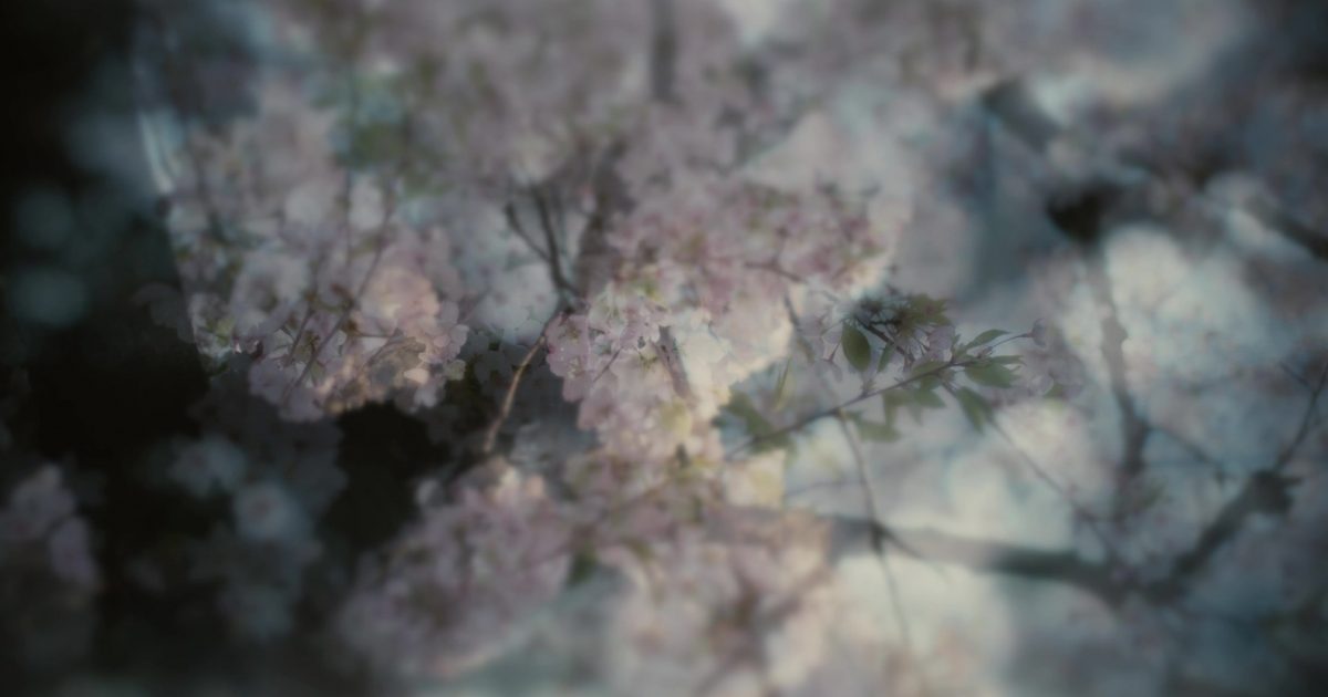 Muted Spring Bloom Still | Still Background
