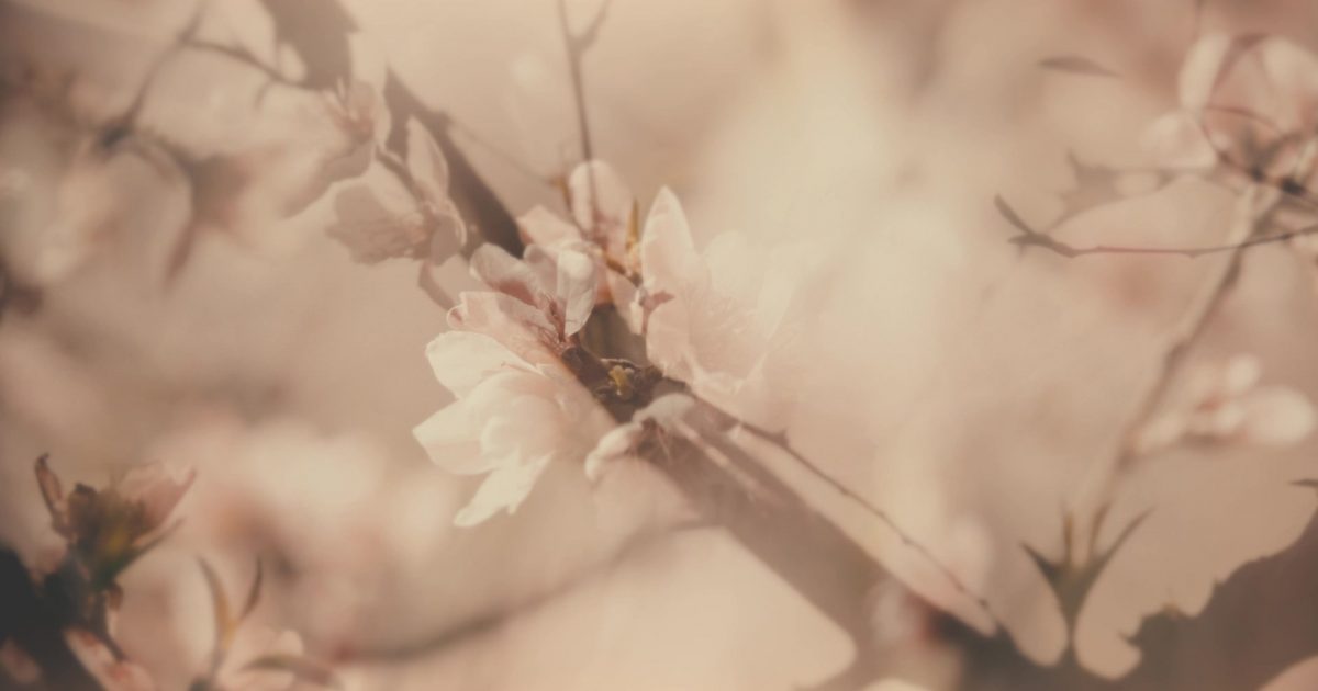 Muted Spring Blush Still | Still Background