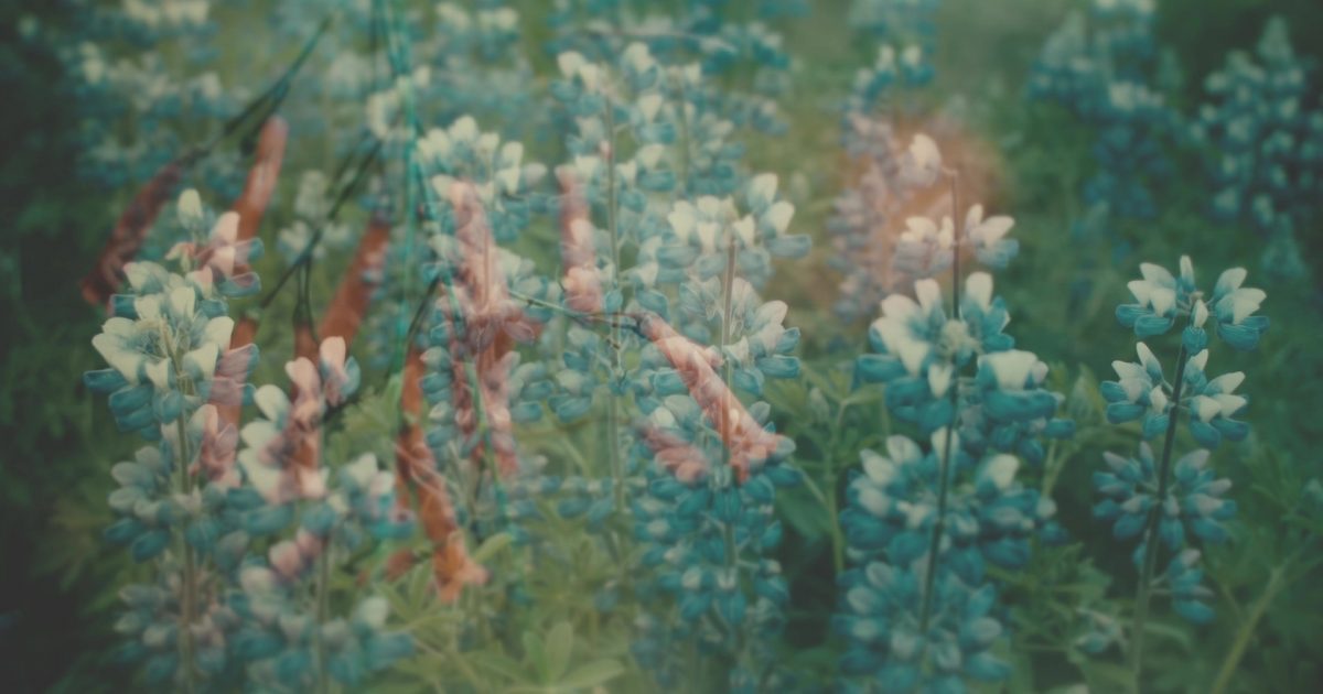 Muted Spring Life Still | Still Background