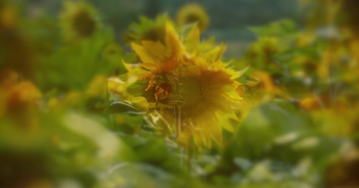 Muted Spring Sunflower Still | Still Background