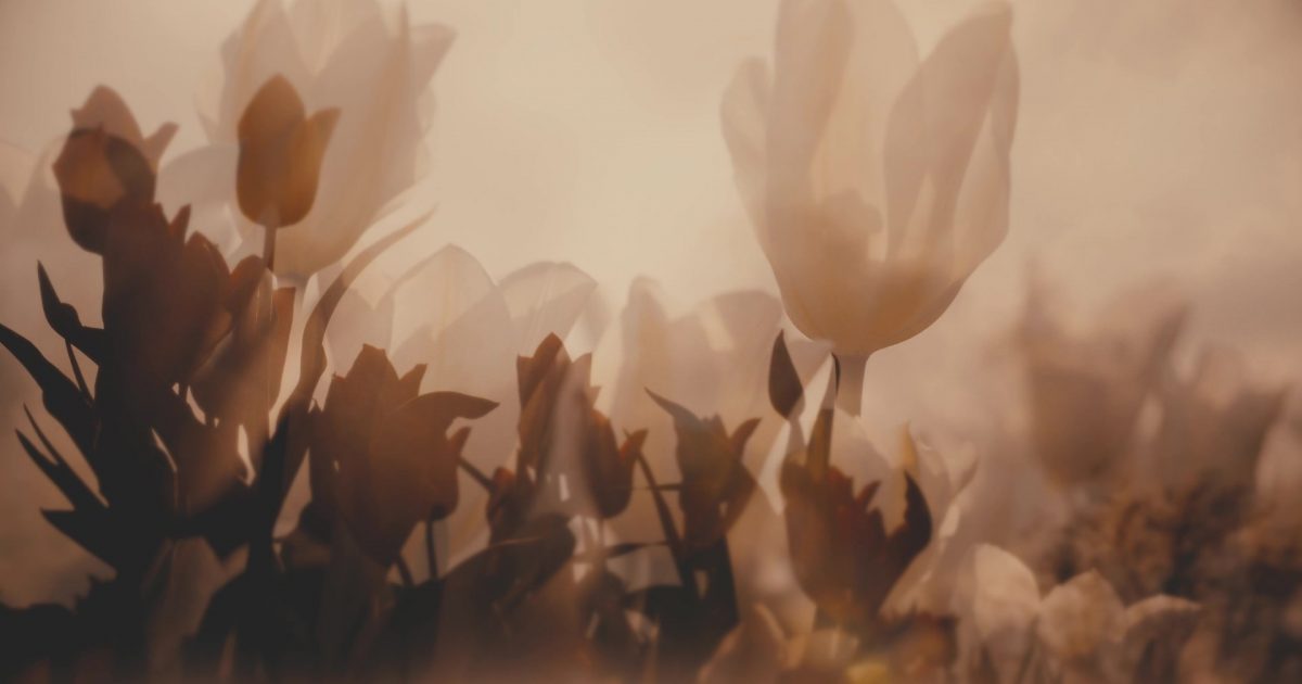 Muted Spring Tulips Still | Still Background