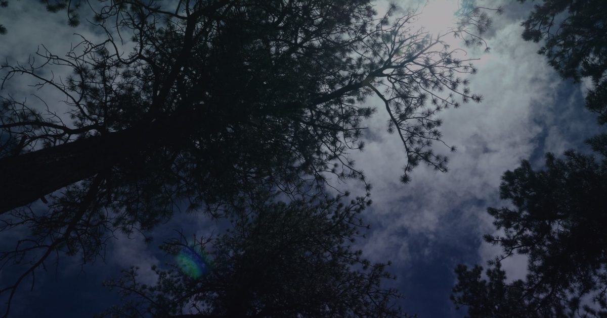 Nature Walk Trees Still | Still Background