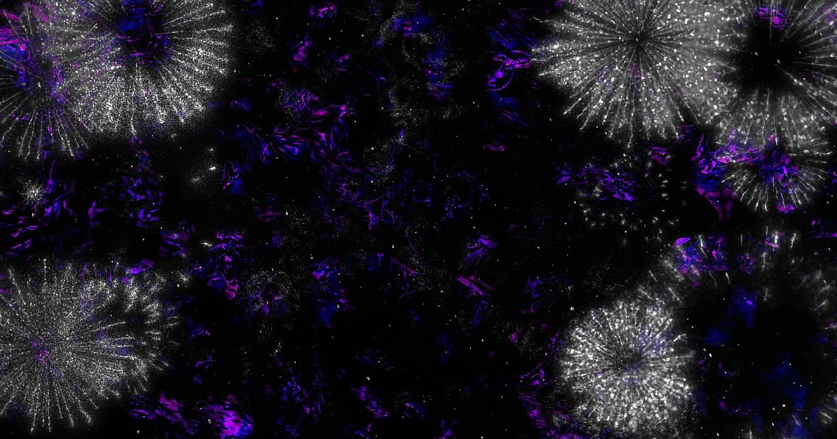 Sparkle 02 Still | Still Background