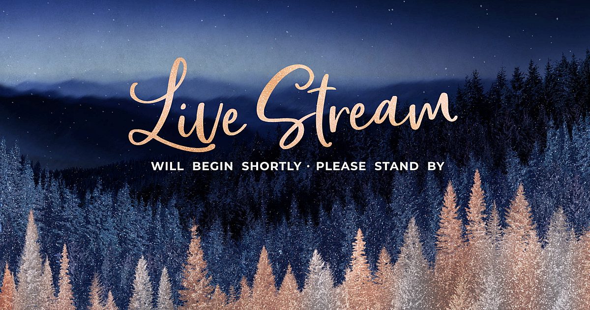 Sparkling Trees Live Stream Still | Still Background