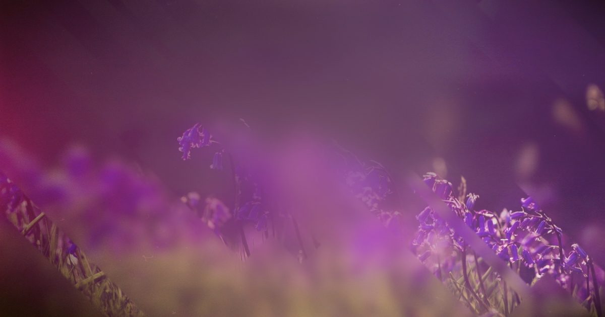 Spring Journey 13 Still | Still Background