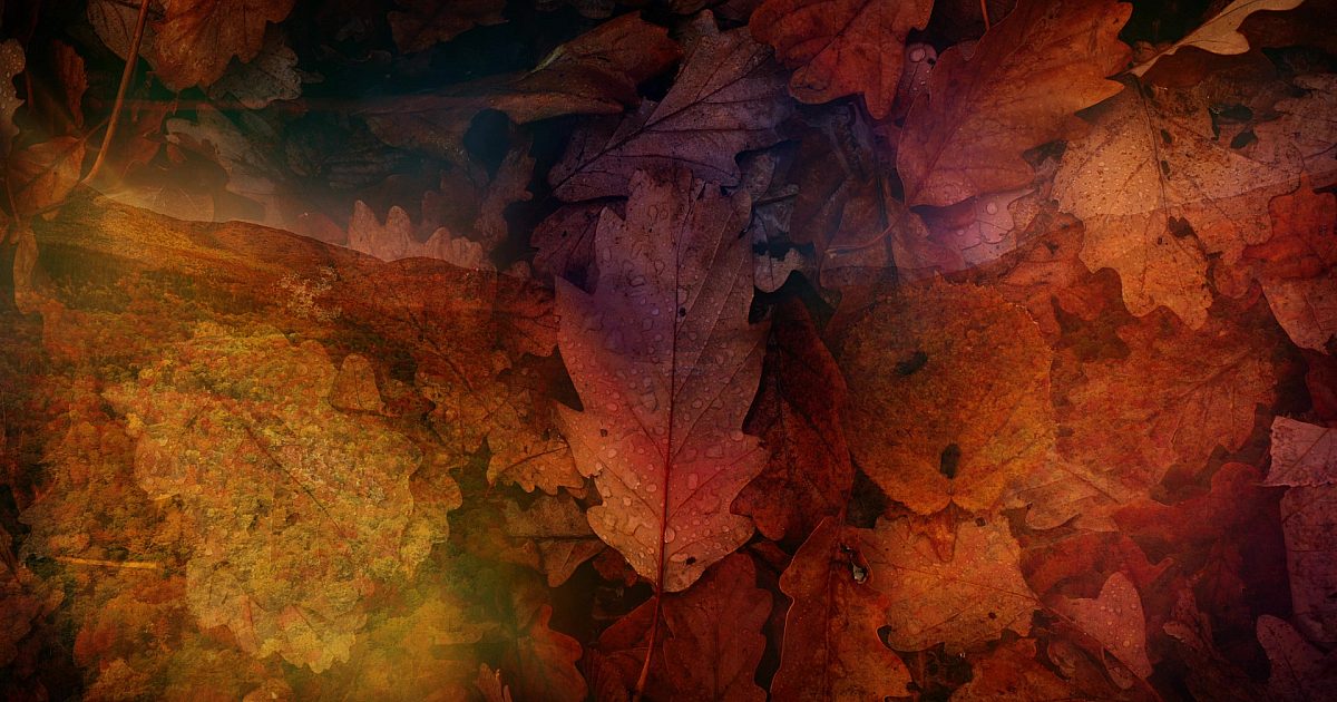 Subtle Fall 03 Still | Still Background