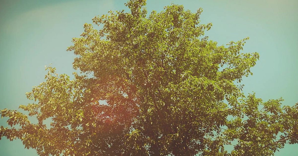 Summer Bright Solitary Still | Still Background