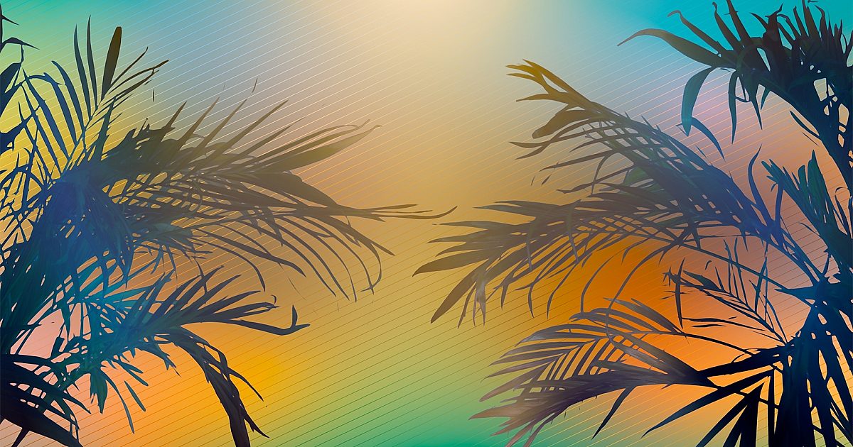 Sun Palms 13 Still | Still Background