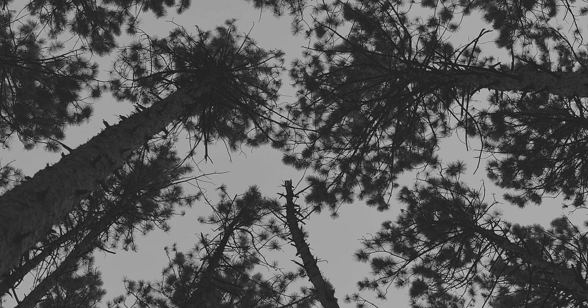 The Forest 2 Bw Still | Still Background